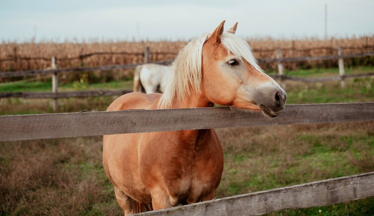 Haflinger Gallop Races - South Tyrol - Alto Adige - Bolzano
